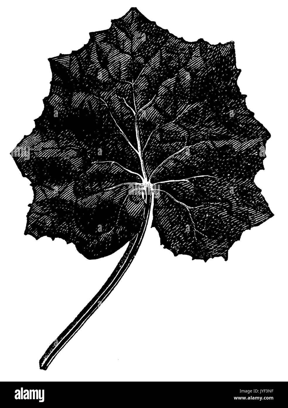 Tussilago botanical drawing hi-res stock photography and images - Alamy