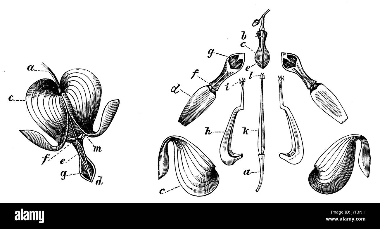Bleeding Heart Rose Sketch