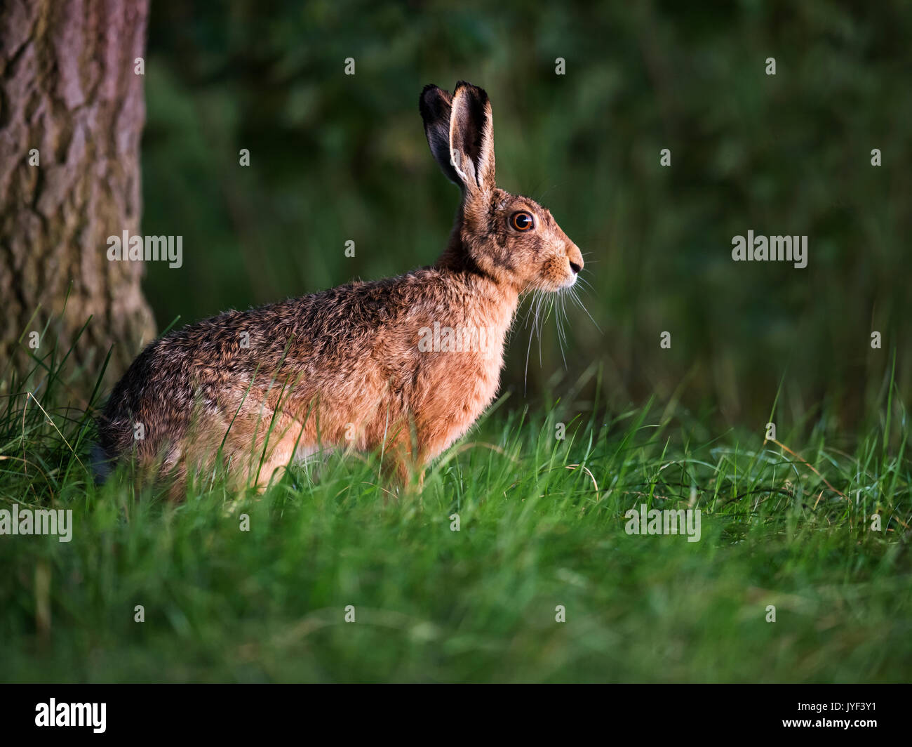 Hare sat field hi-res stock photography and images - Alamy