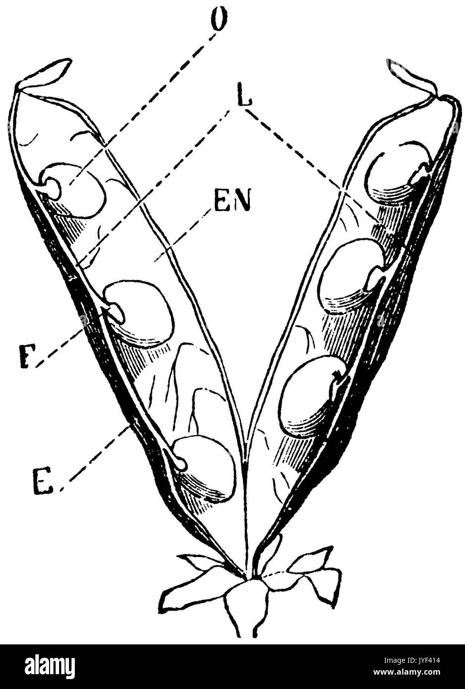 Pericarp hi-res stock photography and images - Alamy