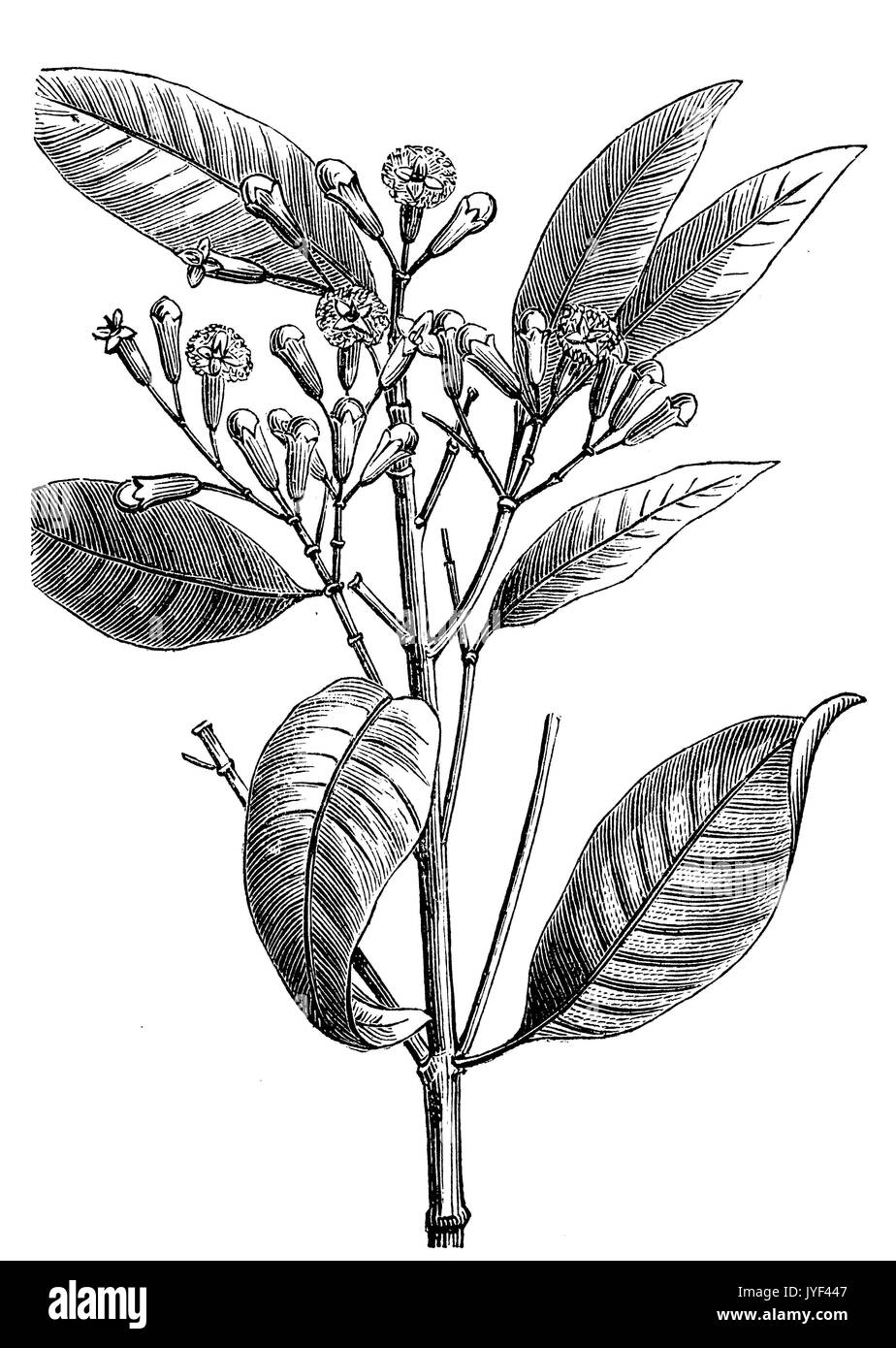 Clove Plant Drawing