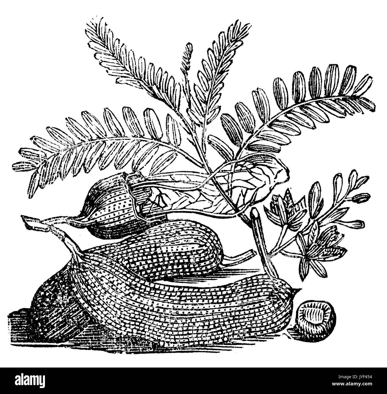 Sampaloc Tree Drawing