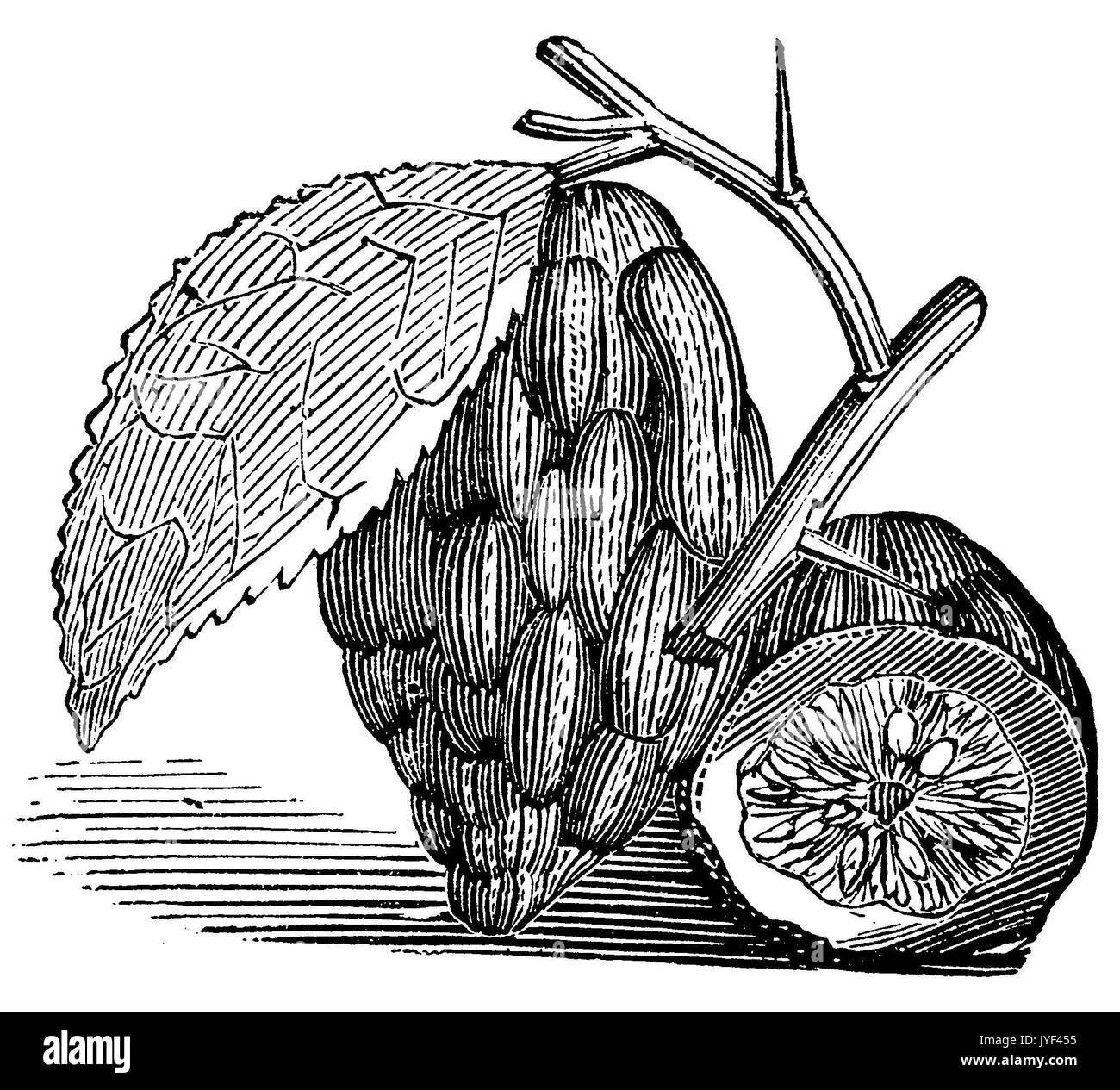 Botanical drawing citrus Black and White Stock Photos & Images - Alamy