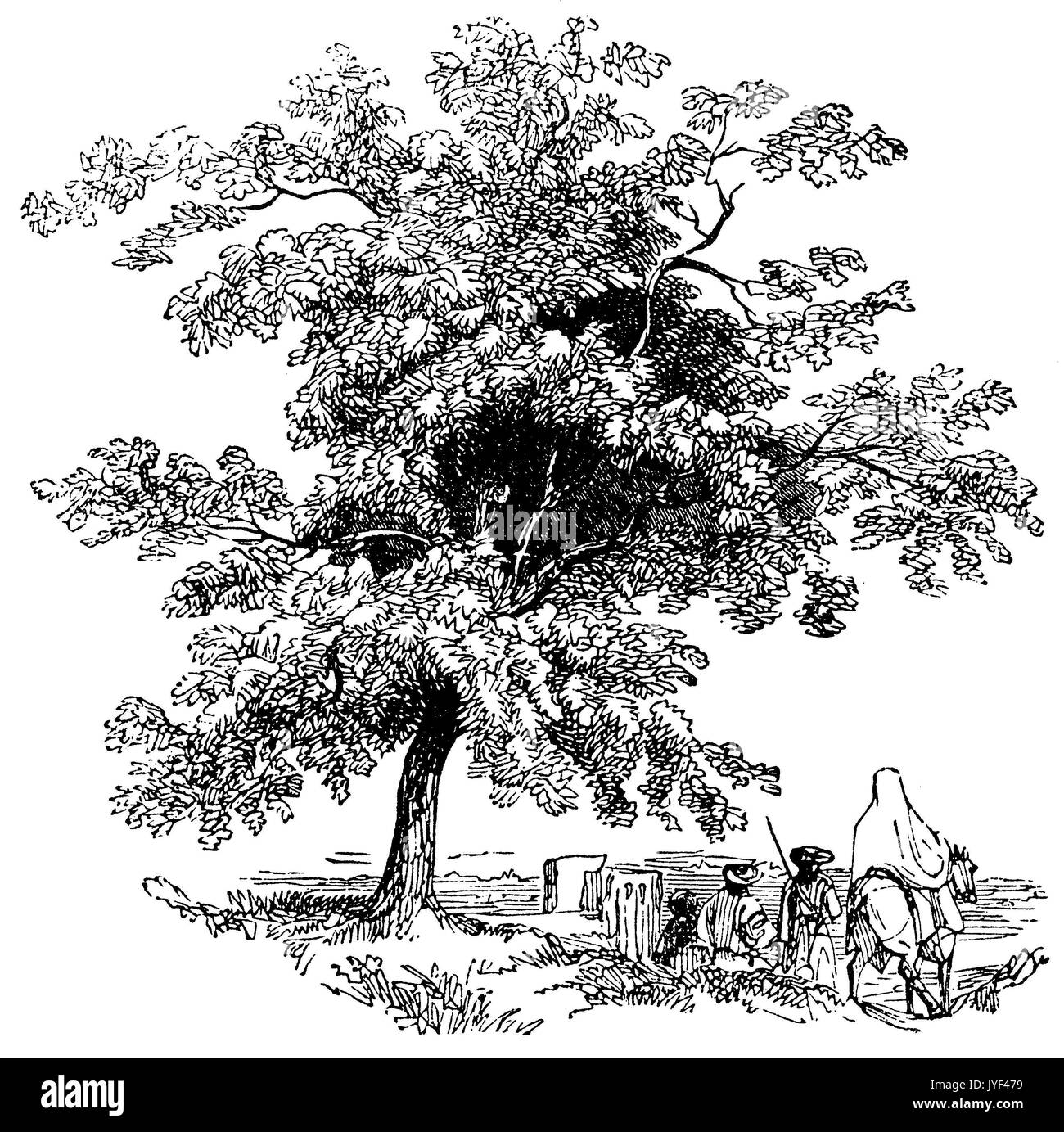 Terebinth tree hi-res stock photography and images - Alamy