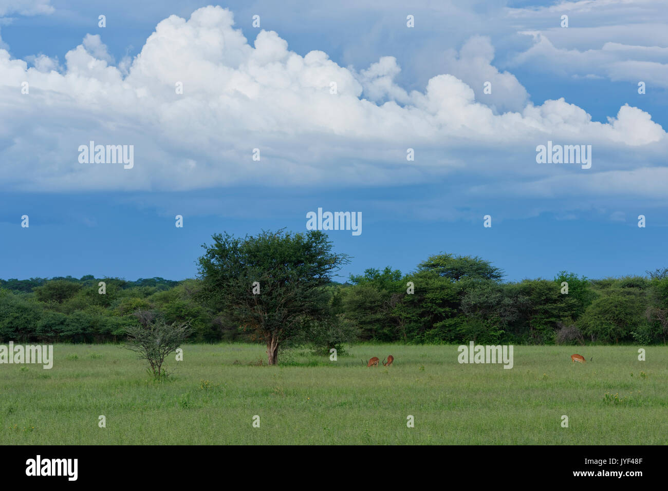 African Savanna Rain High Resolution Stock Photography and Images - Alamy
