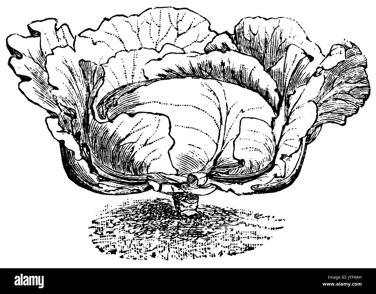 Botanical illustration of brassica alba hi-res stock photography and ...