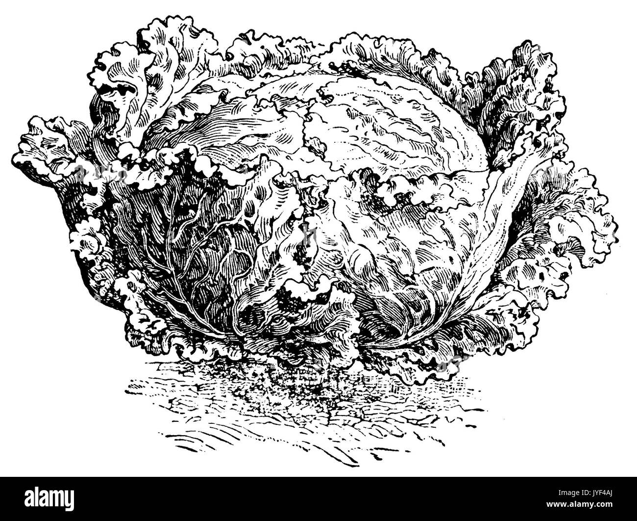 Botanical Drawing Cabbage High Resolution Stock Photography and Images ...