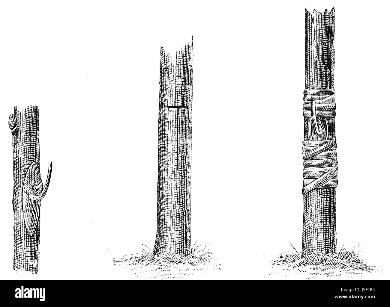 Budding In Plants Diagram