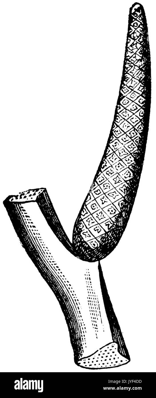 Kalmus hi-res stock photography and images - Alamy