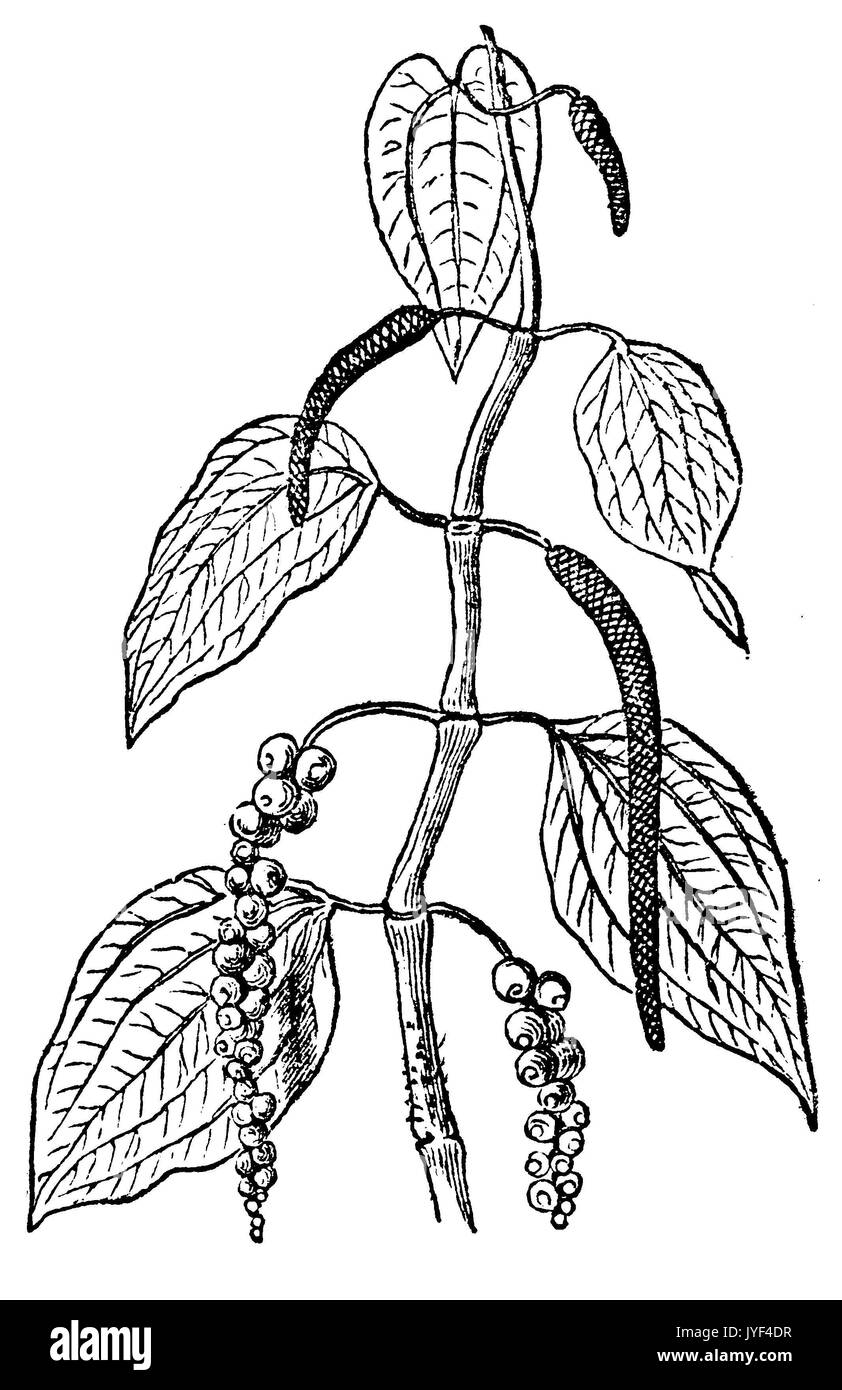 Black pepper piper nigrum Black and White Stock Photos & Images - Alamy