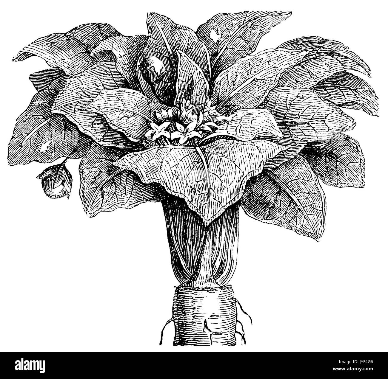 Mandragora illustration Black and White Stock Photos & Images - Alamy