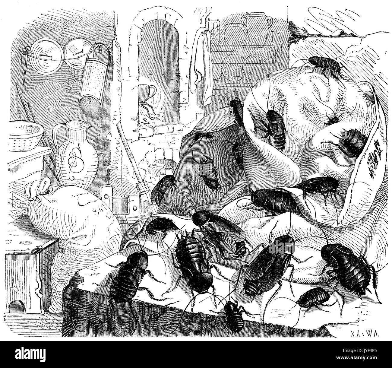 Cockroach engraving hi-res stock photography and images - Alamy