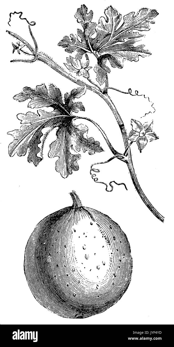 colocynth,bitter apple, bitter cucumber, desert gourd Stock Photo - Alamy