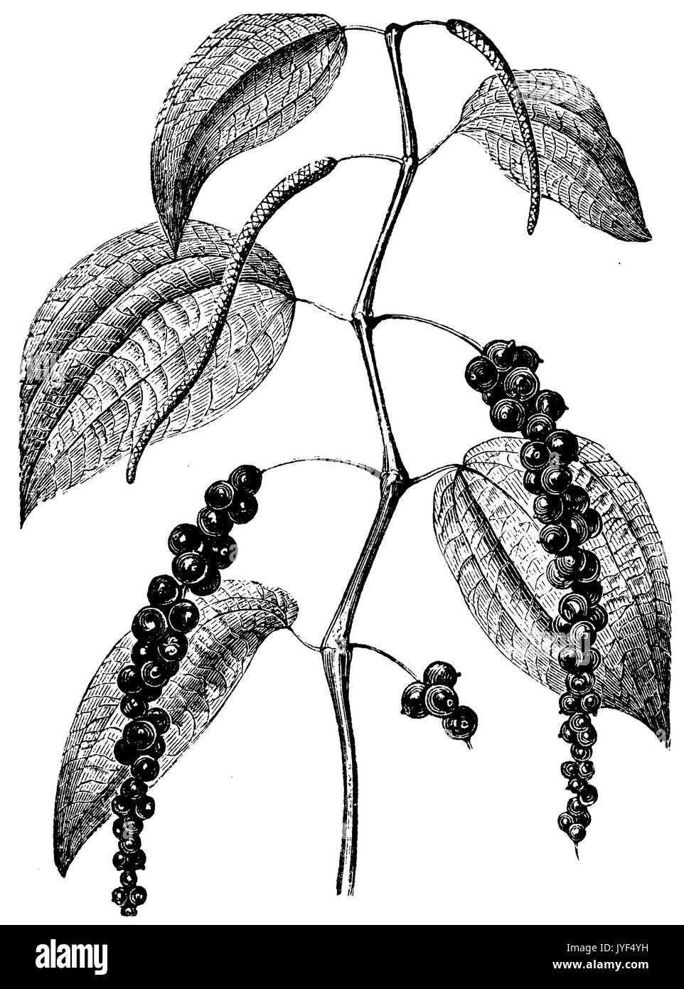 Black pepper piper nigrum Black and White Stock Photos & Images - Alamy