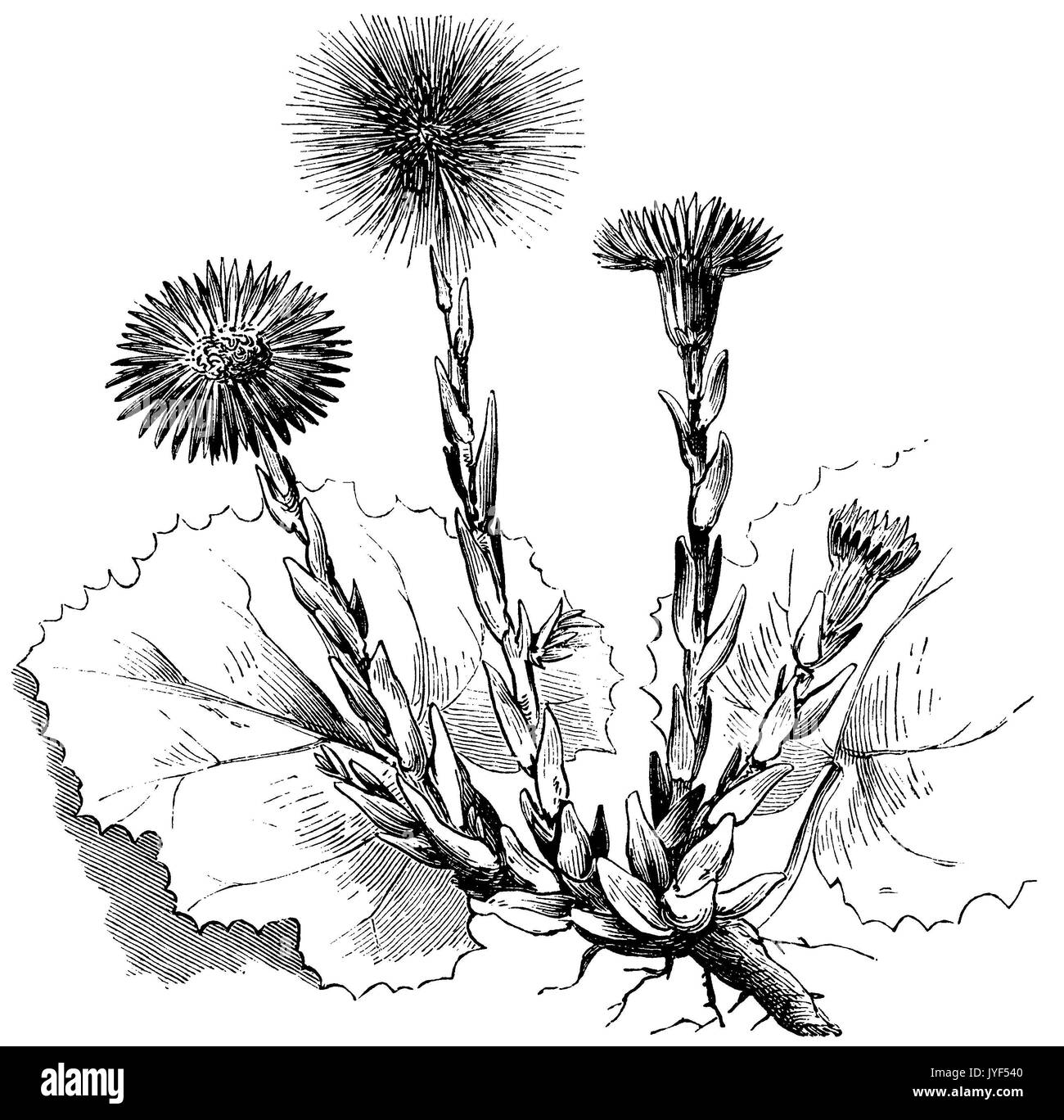 Tussilago botanical drawing hi-res stock photography and images - Alamy