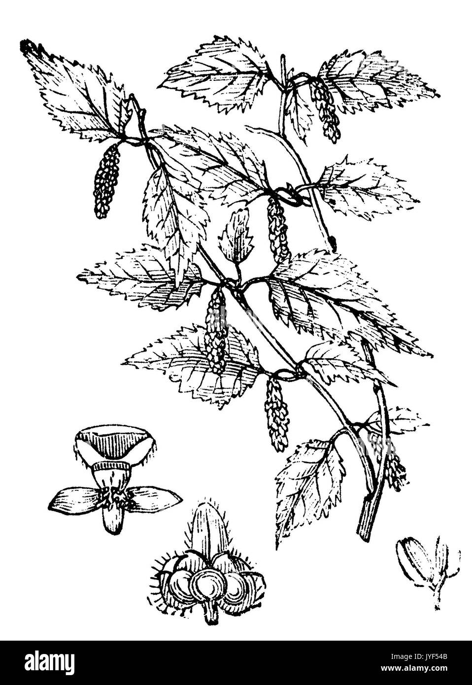 Birch botanical illustration Black and White Stock Photos & Images - Alamy