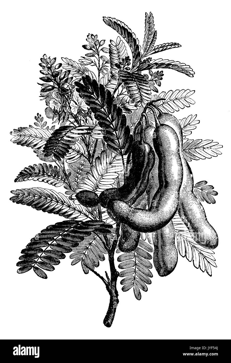 Sampaloc Tree Drawing