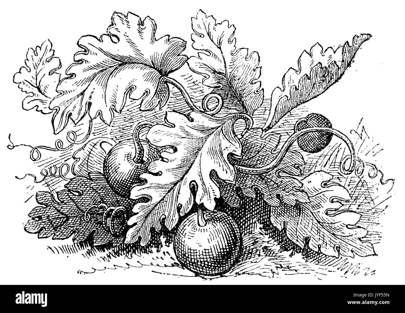 Bitter gourd Black and White Stock Photos & Images - Alamy