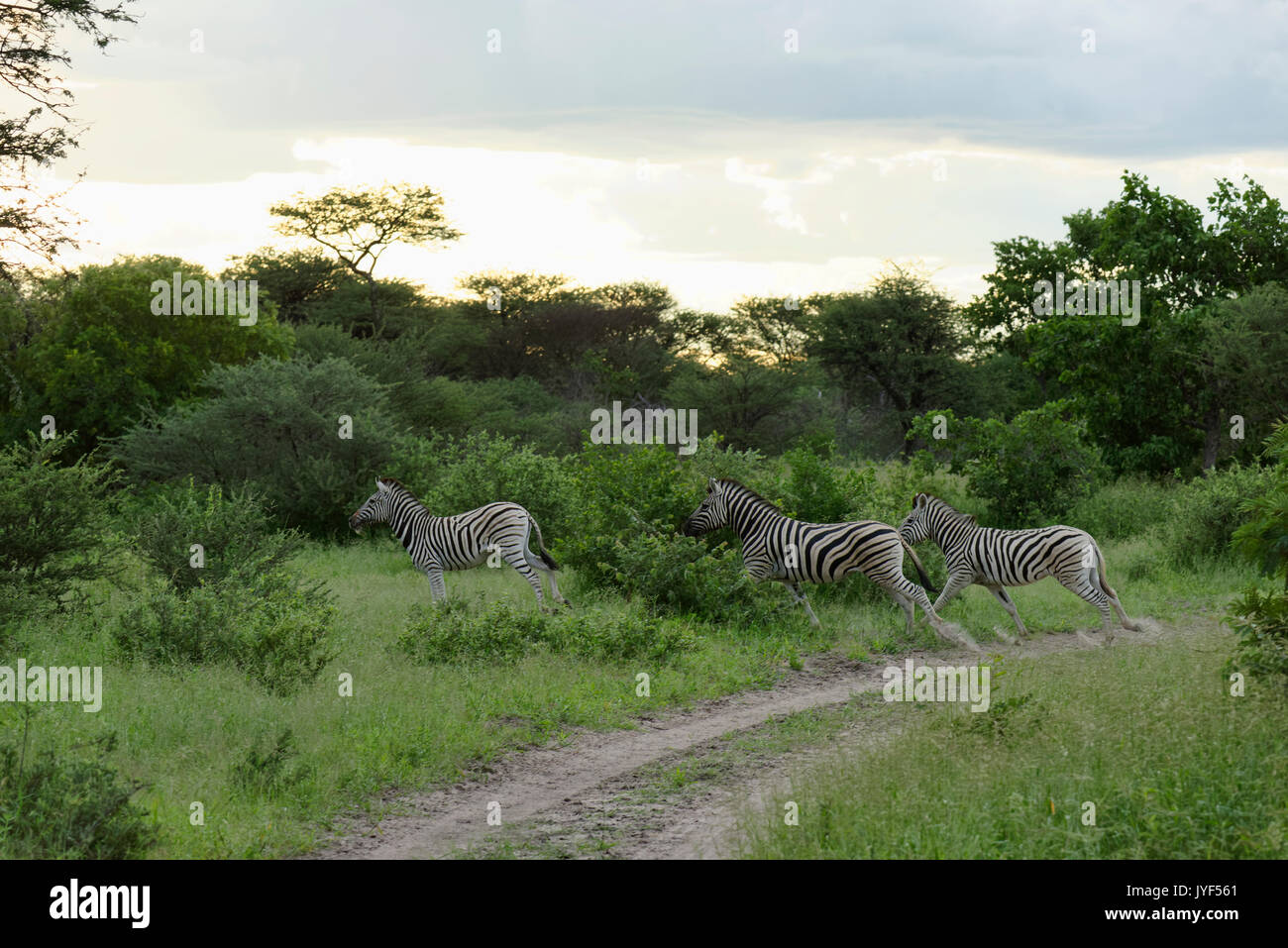Guest and hunting farm Wildacker: Burchell's zebras (Equus quagga) in ...