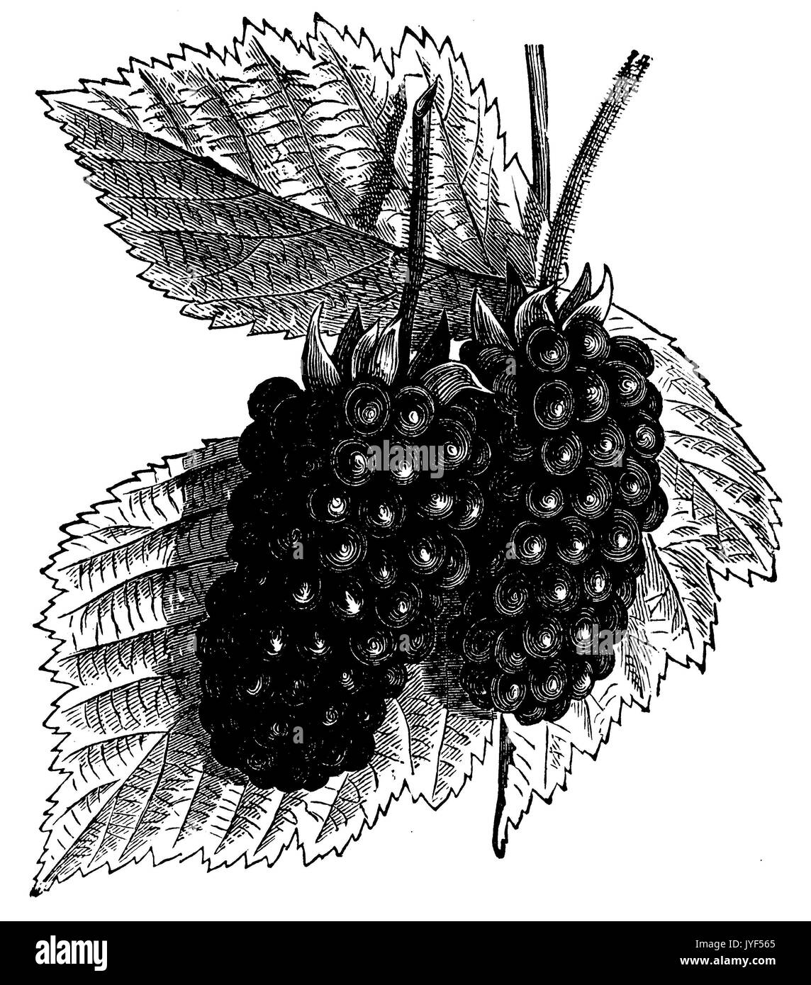 Blackberry botanical illustration Cut Out Stock Images & Pictures - Alamy