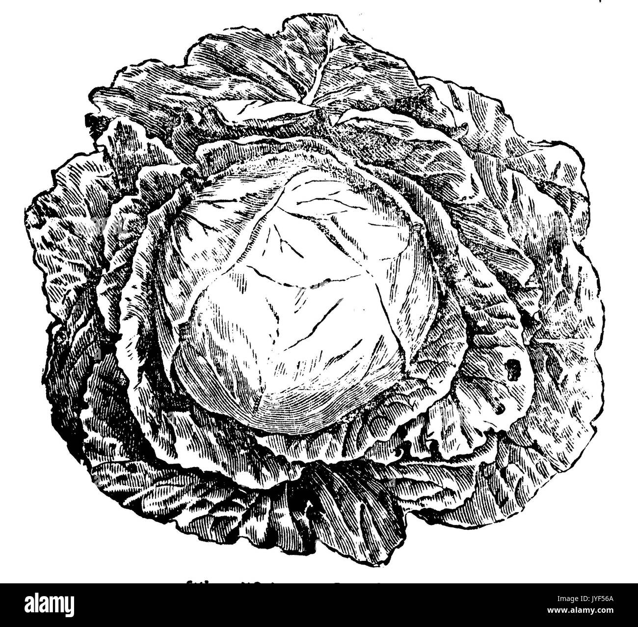 Botanical Drawing Cabbage High Resolution Stock Photography and Images ...
