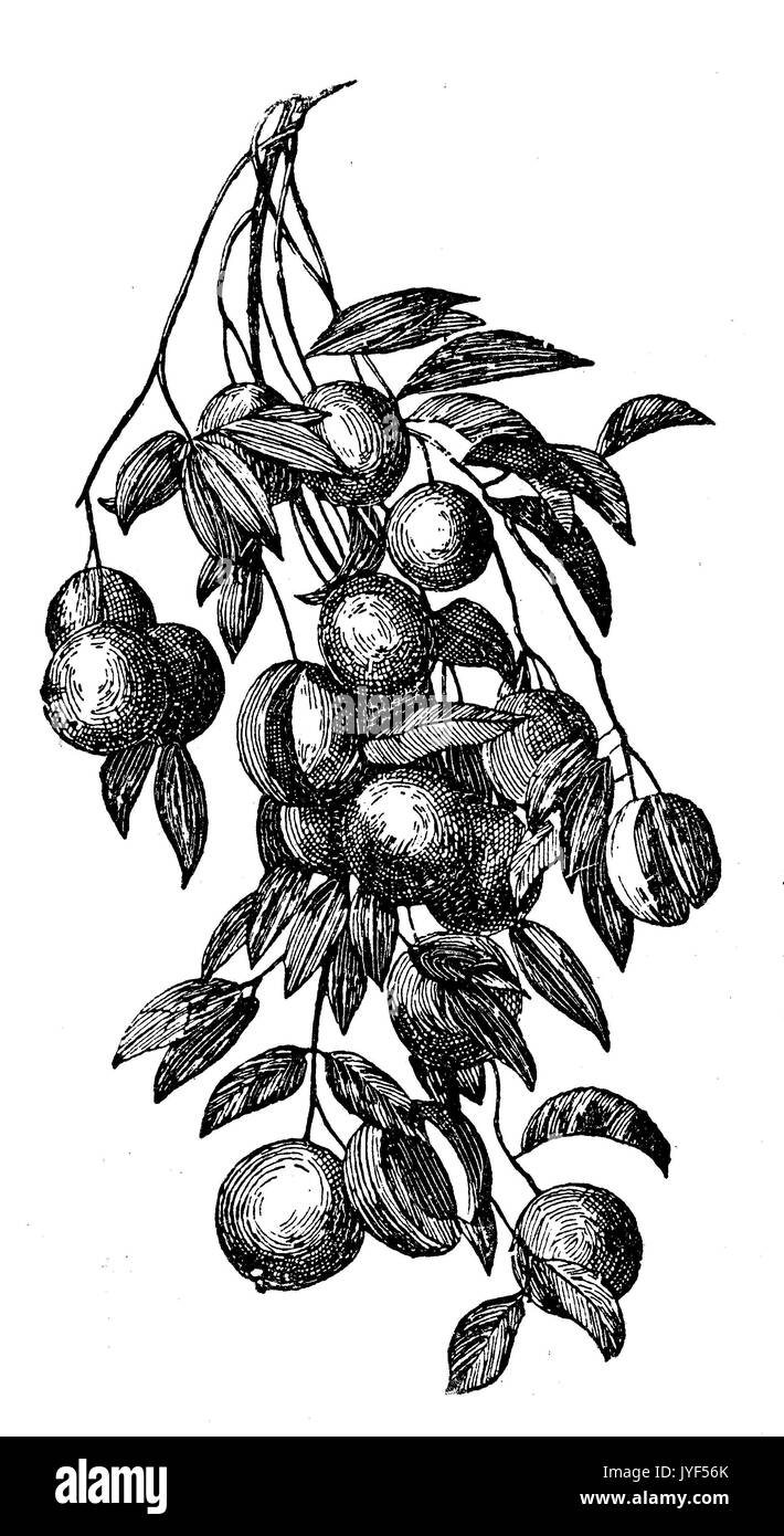 The nutmeg Black and White Stock Photos & Images - Alamy