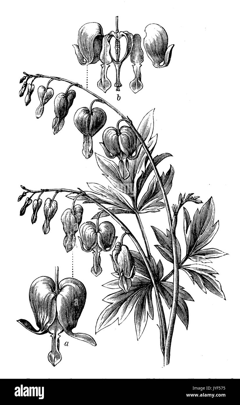 Bleeding Heart Drawings