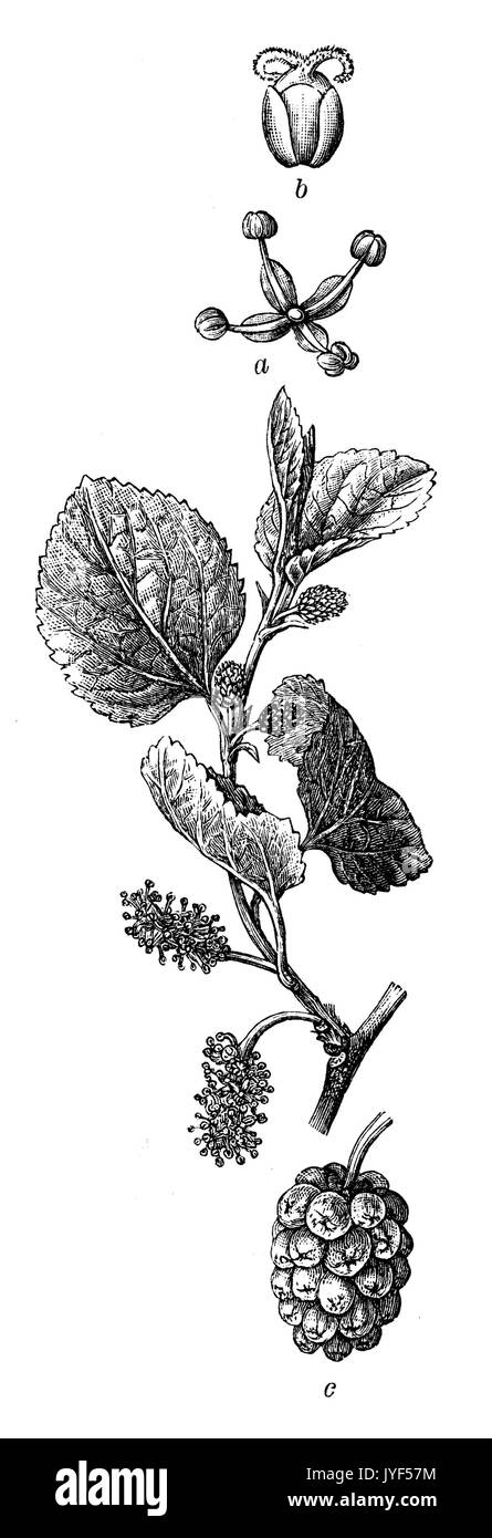Botanical illustration of mulberry hi-res stock photography and images ...