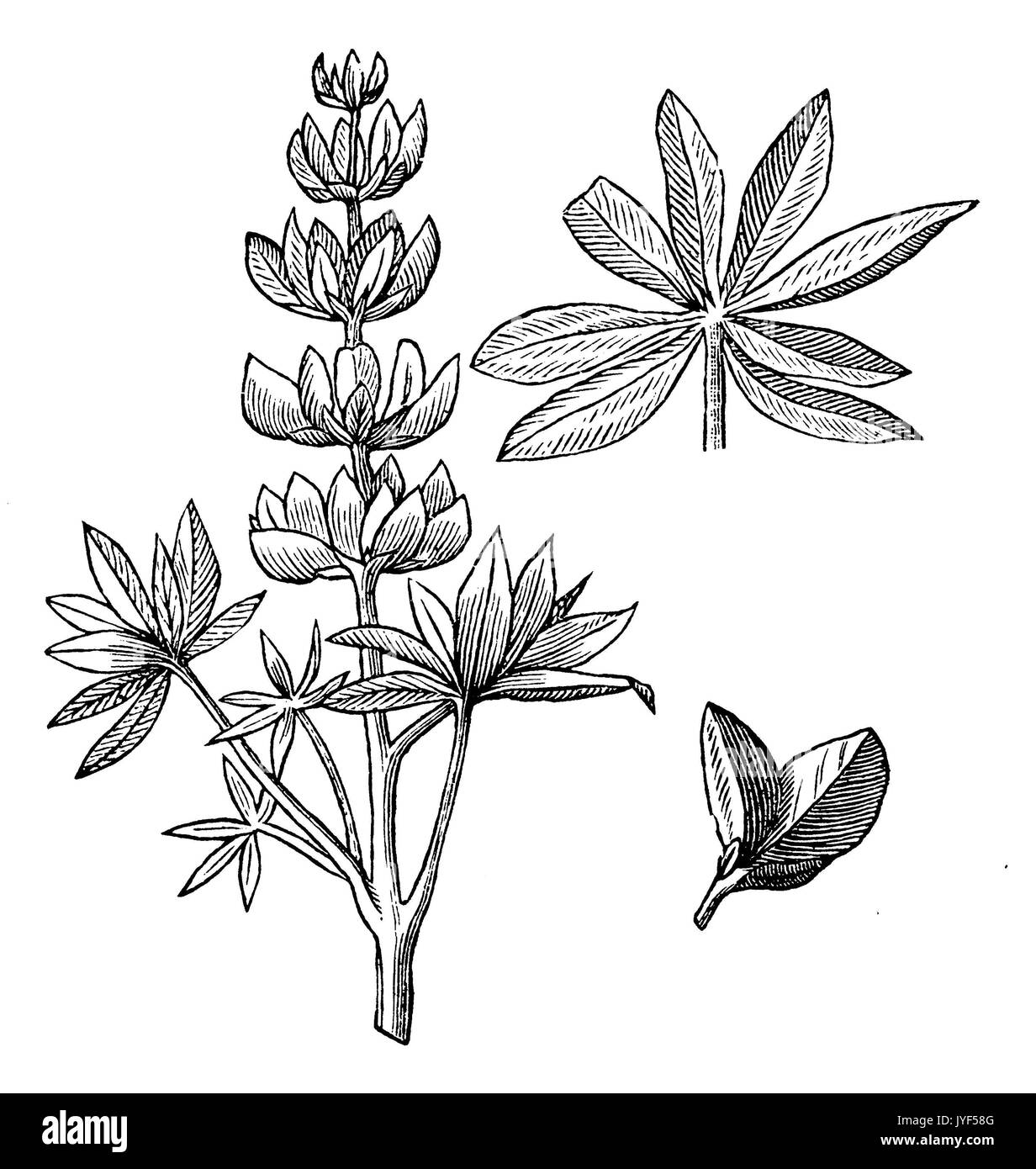 Lupin lupinus luteus Black and White Stock Photos & Images - Alamy