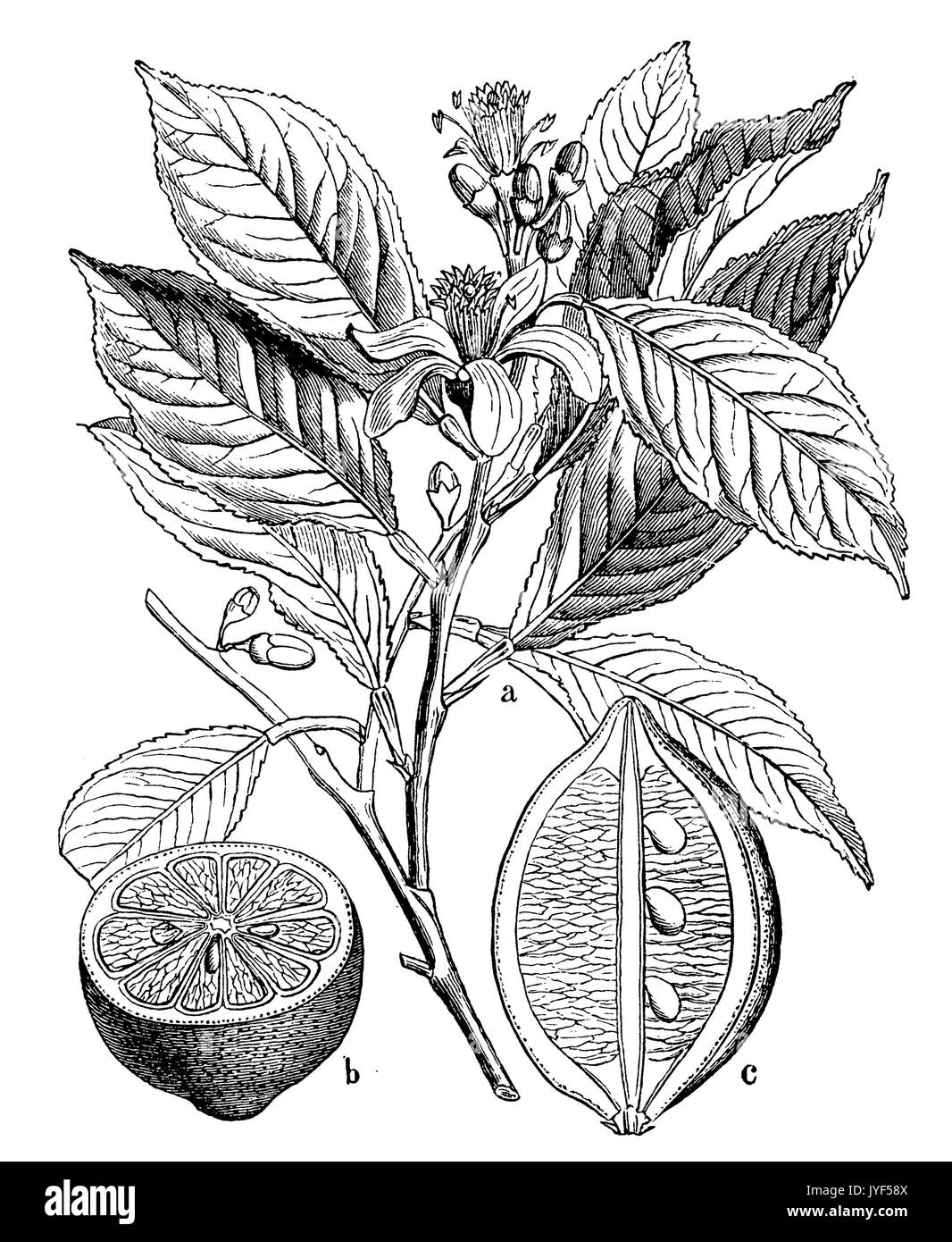 Lemon woodcut hi-res stock photography and images - Alamy