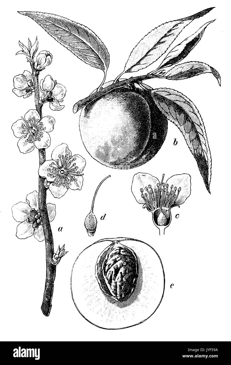 Peach drawing hi-res stock photography and images - Alamy