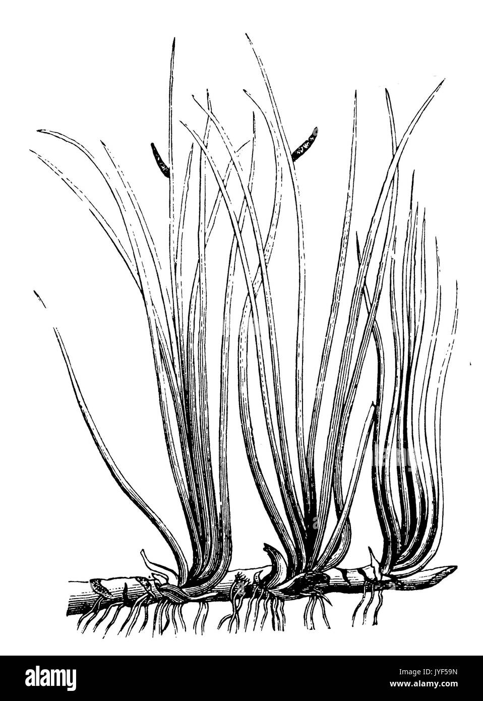 Acorus calamus drawing hi-res stock photography and images - Alamy