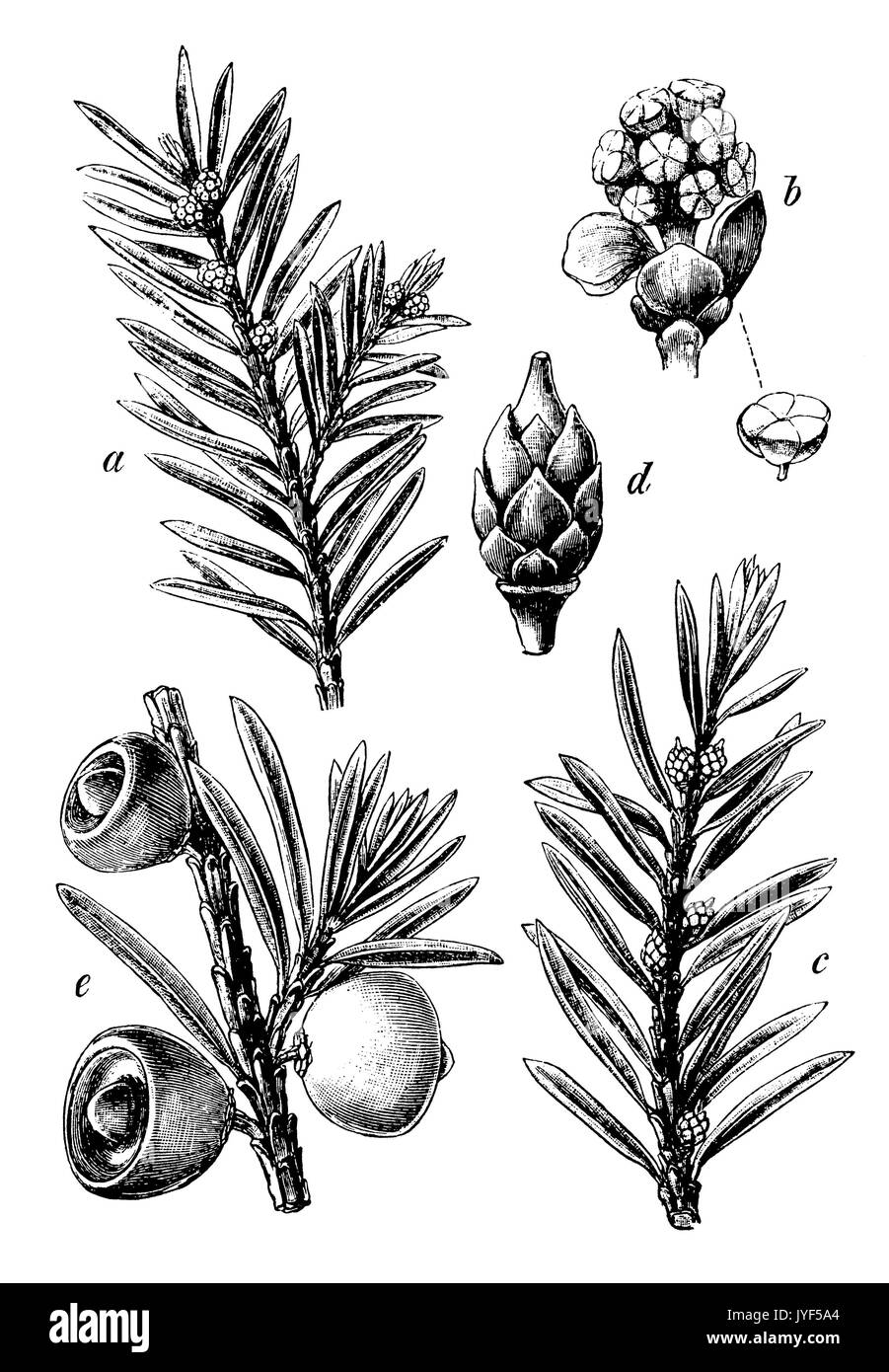 Yew drawing hi-res stock photography and images - Alamy