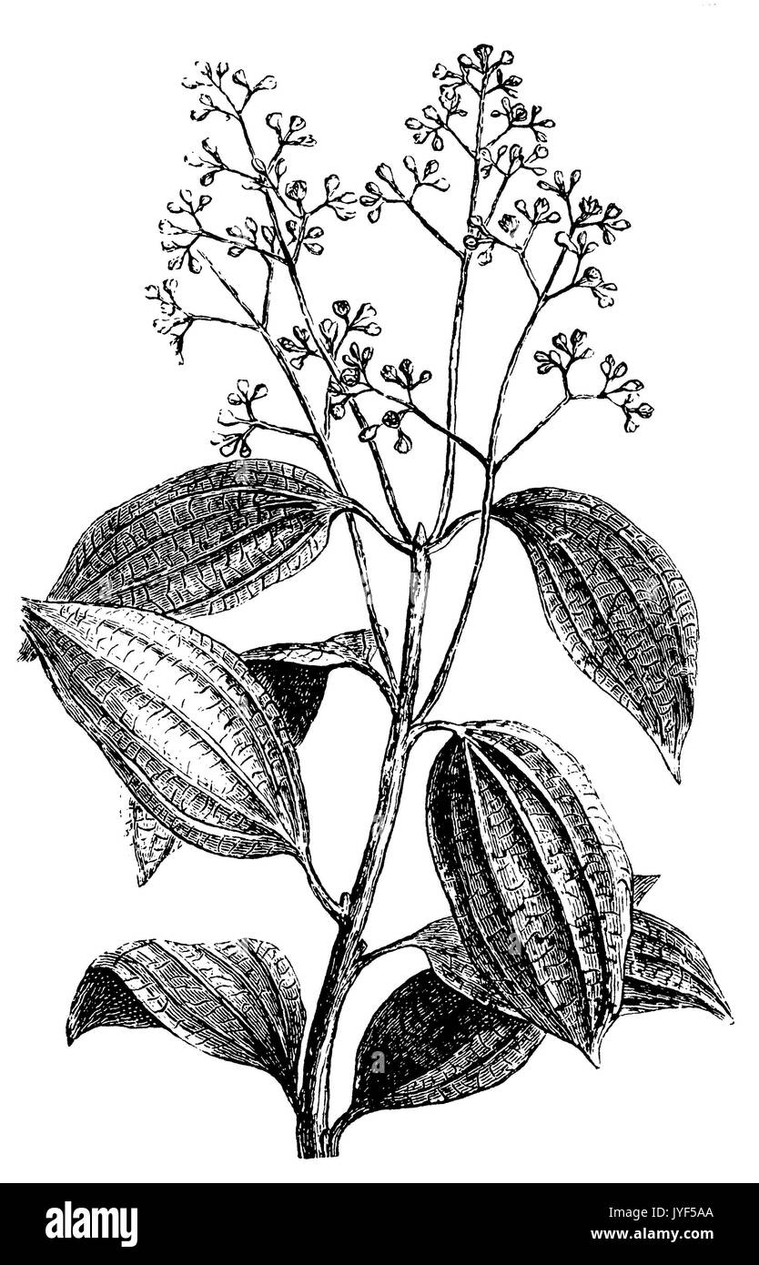 Cinnamon tree Stock Photo - Alamy