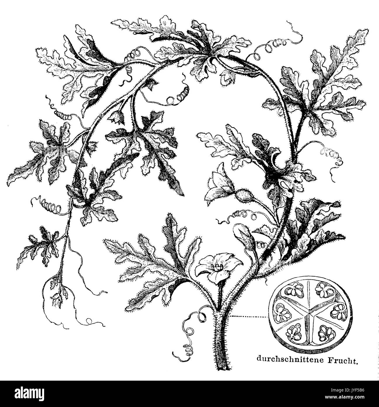 Bitter gourd Black and White Stock Photos & Images - Alamy