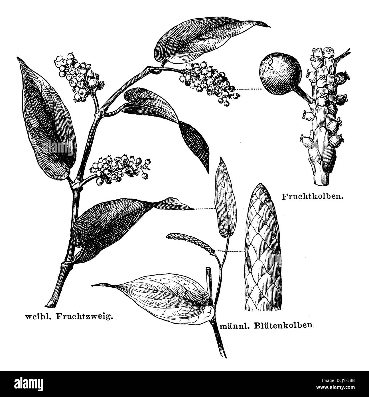 Cubeb, tailed pepper, Java pepper Stock Photo - Alamy