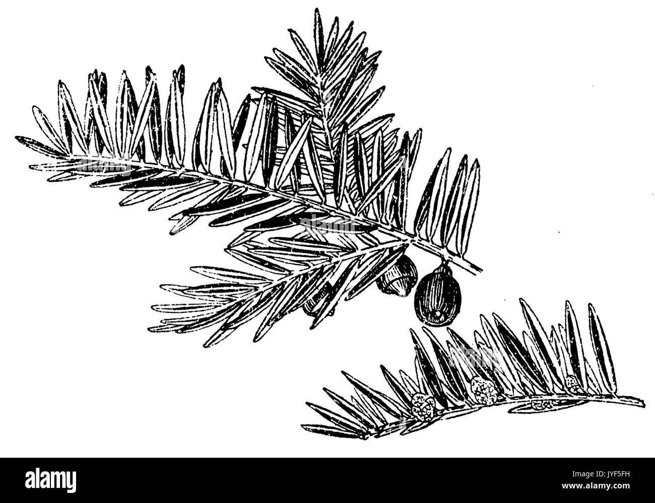 Yew drawing hi-res stock photography and images - Alamy