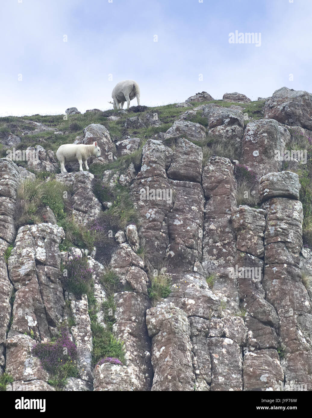 Sheep and Lamb on Vertical Cliff Face Stock Photo - Alamy