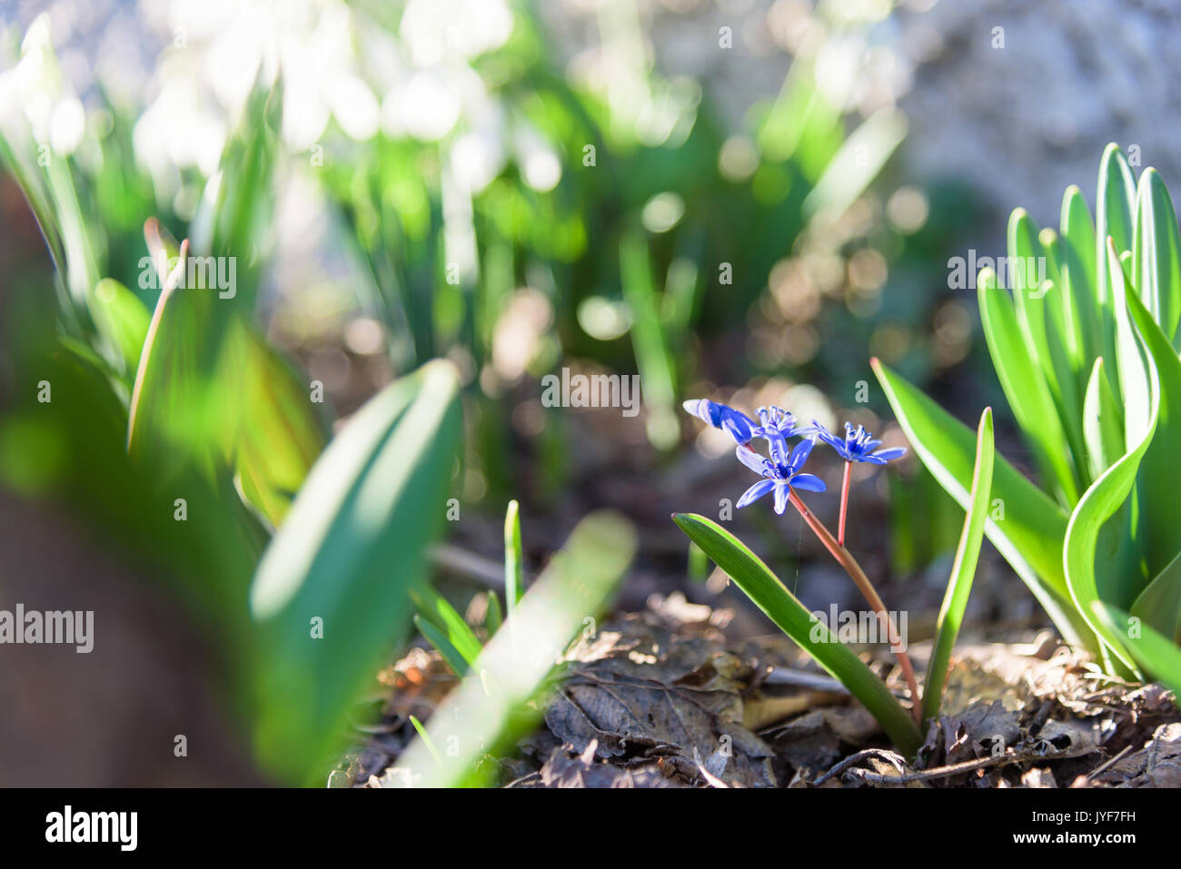 Bluebell blue bell close hi-res stock photography and images - Alamy