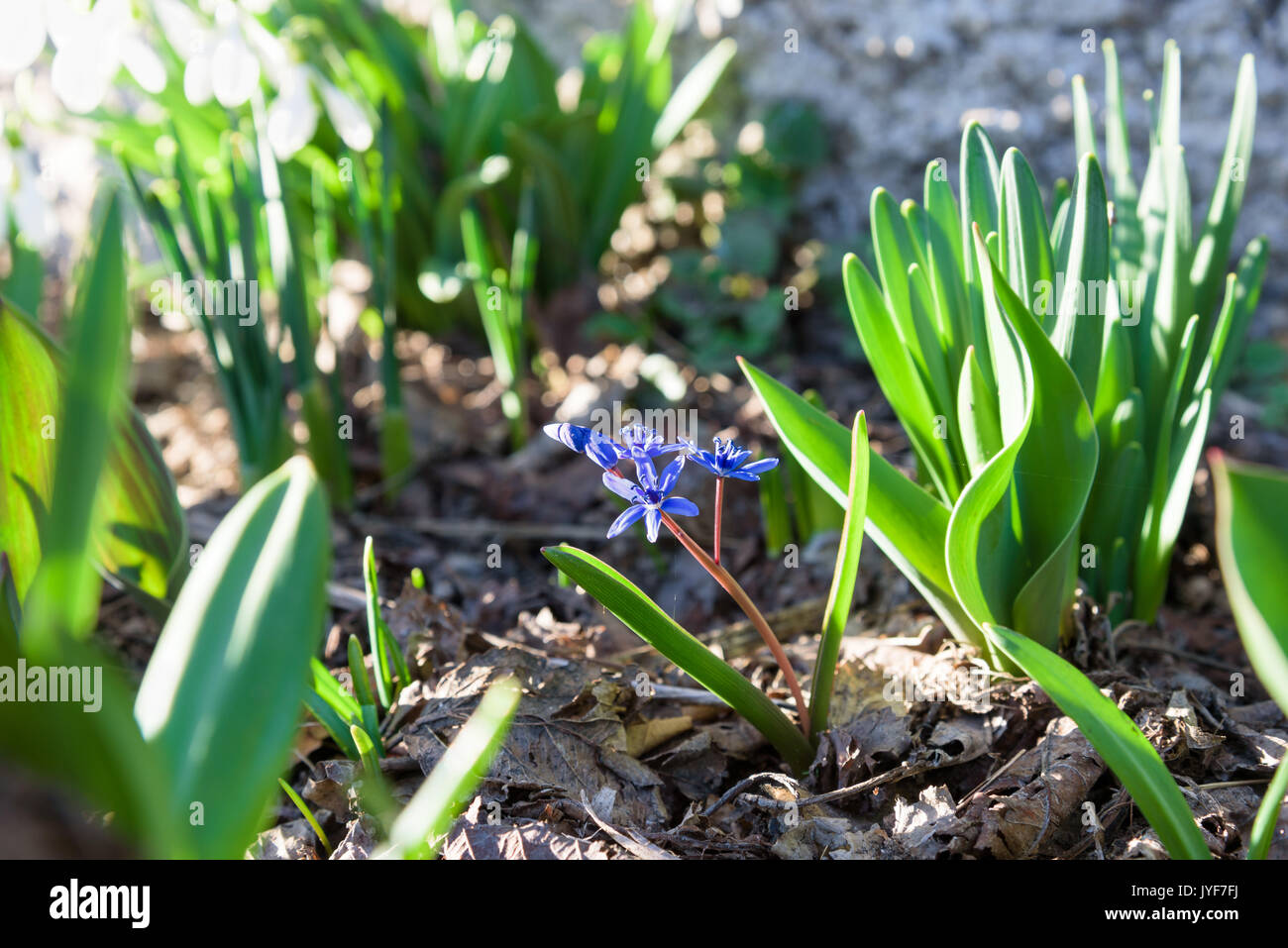 Blue green spring nature hi-res stock photography and images - Alamy