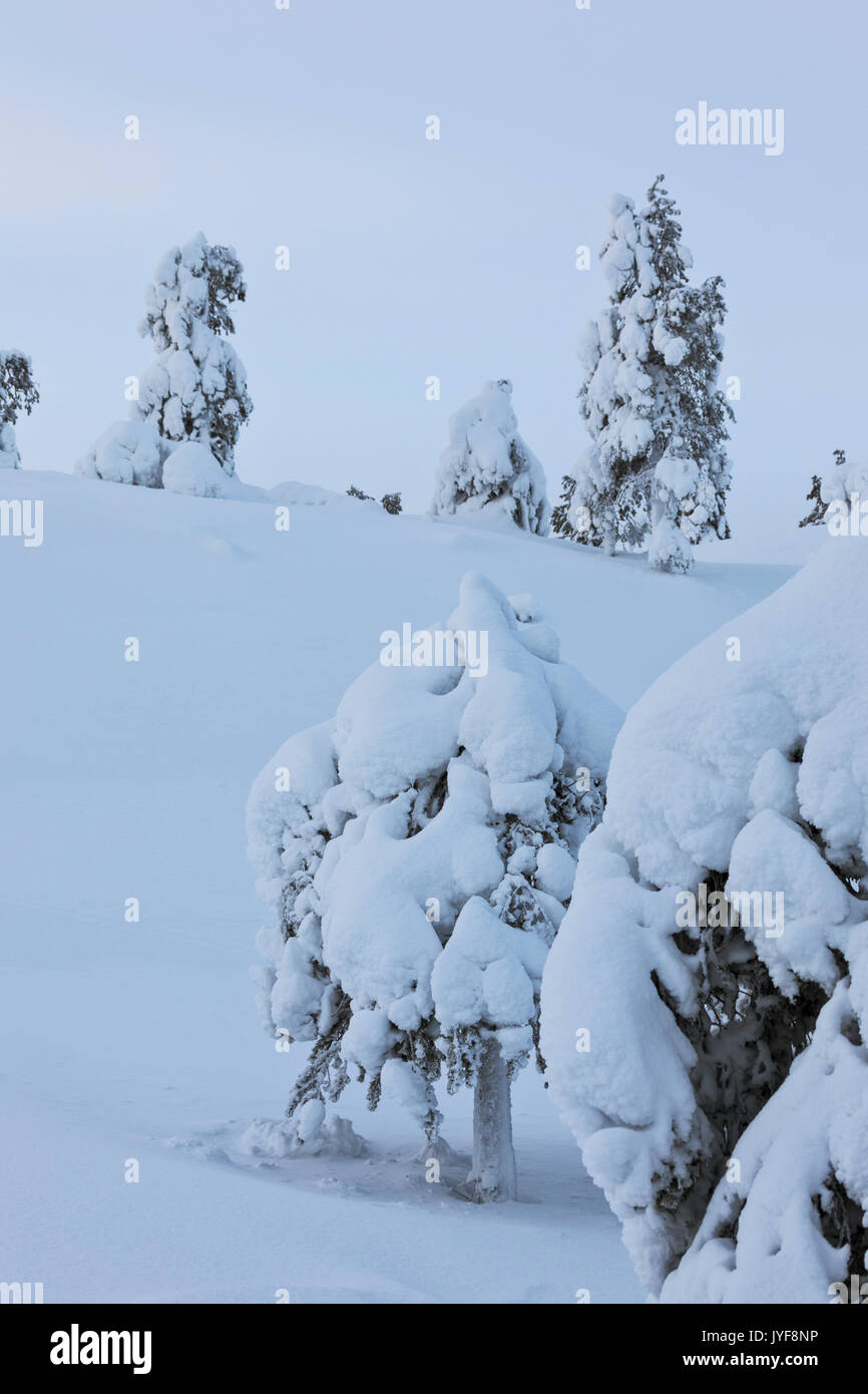 Trees covered with snow in the wild arctic landscape Ruka Kuusamo ...