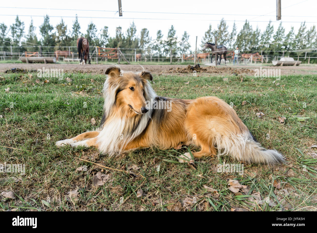 Stud farm hi-res stock photography and images - Alamy