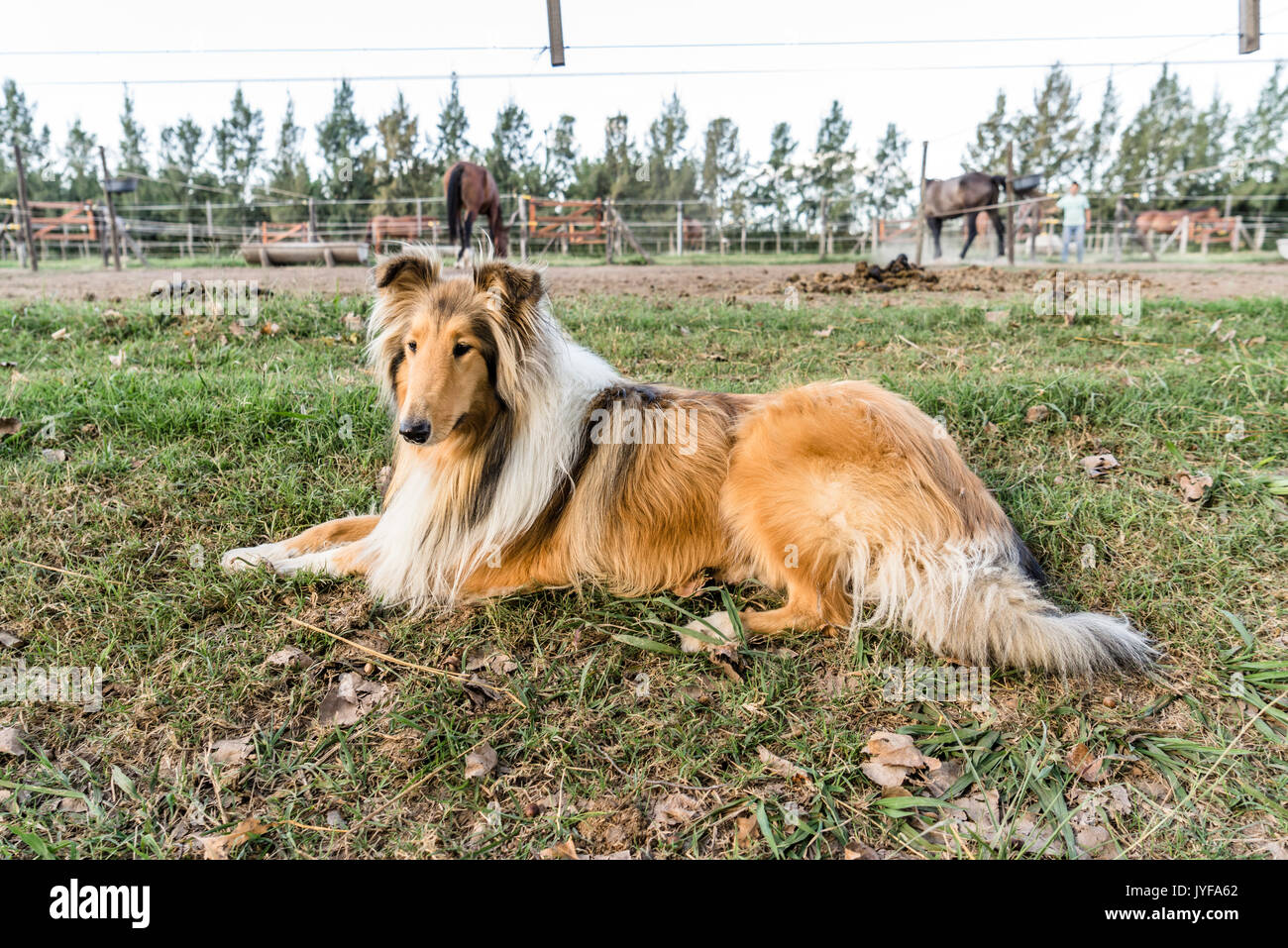 Stud farm hi-res stock photography and images - Alamy