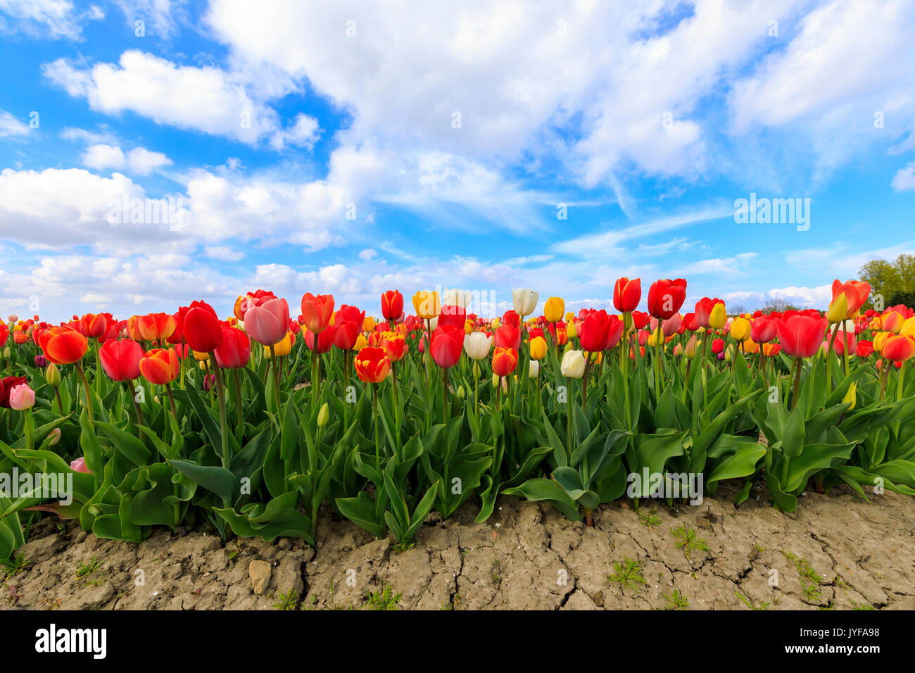 Blue sky and clouds on fields of multicolored tulips Yerseke ...