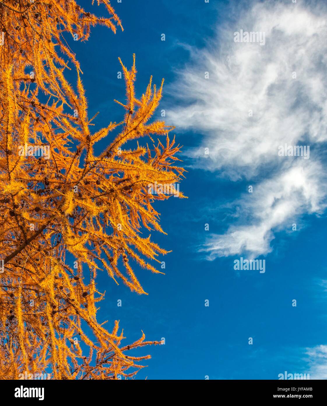 A yellow lark contrasting with a thin cloud in the bright blue sky ...
