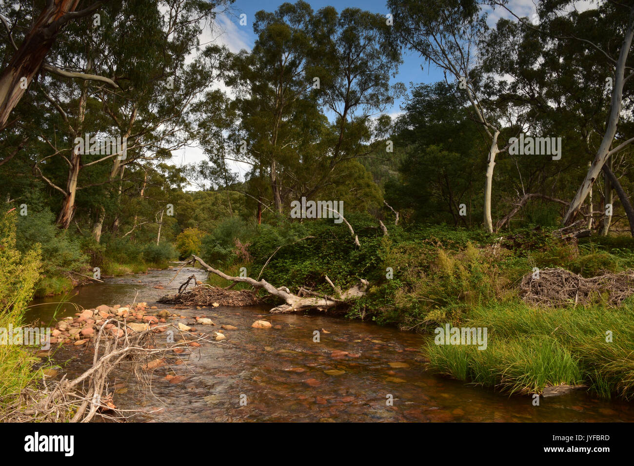 River in the Countryside in the Alpine National Park, Victoria ...