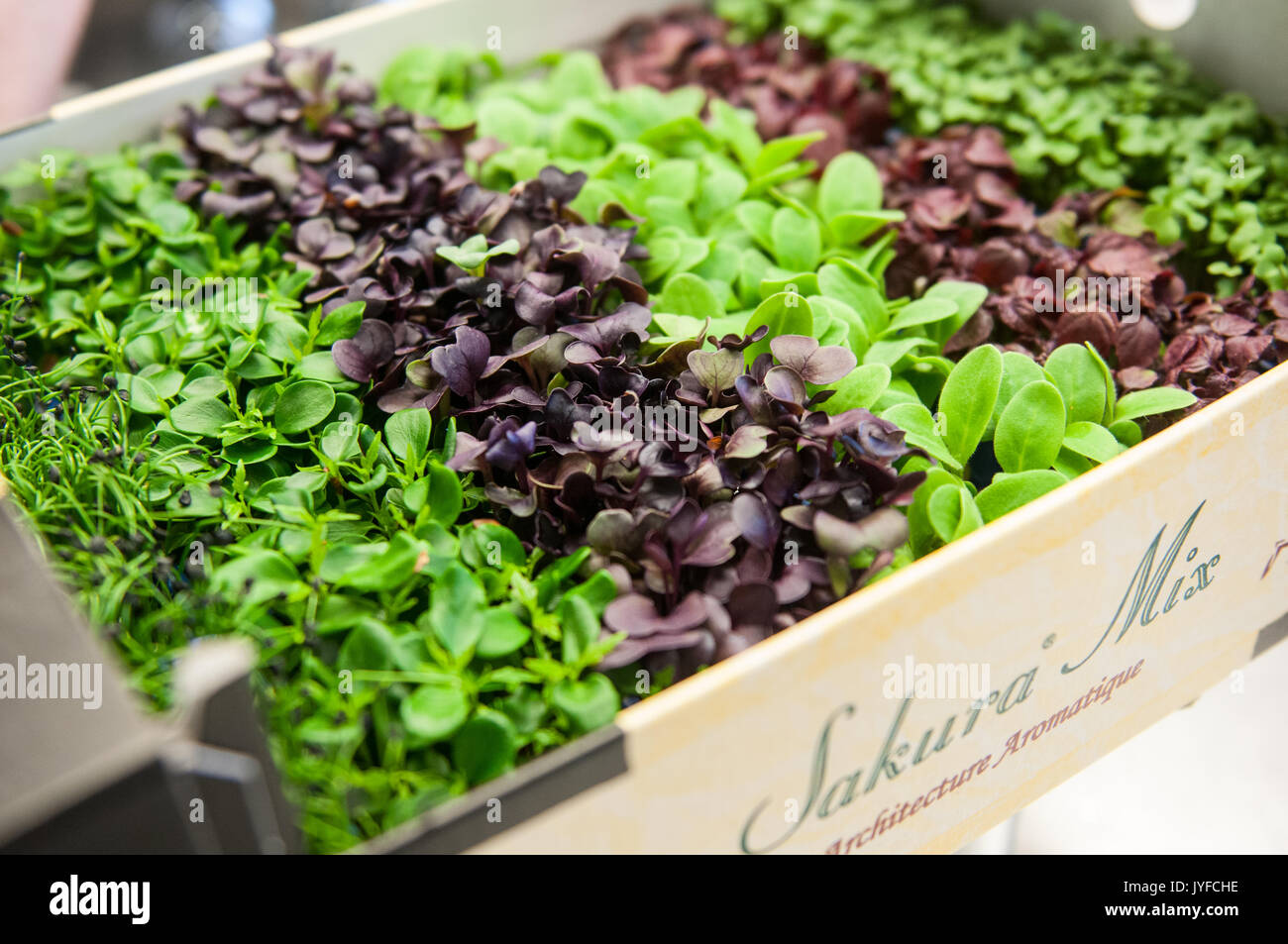 A mix of salads in a wooden box Stock Photo - Alamy