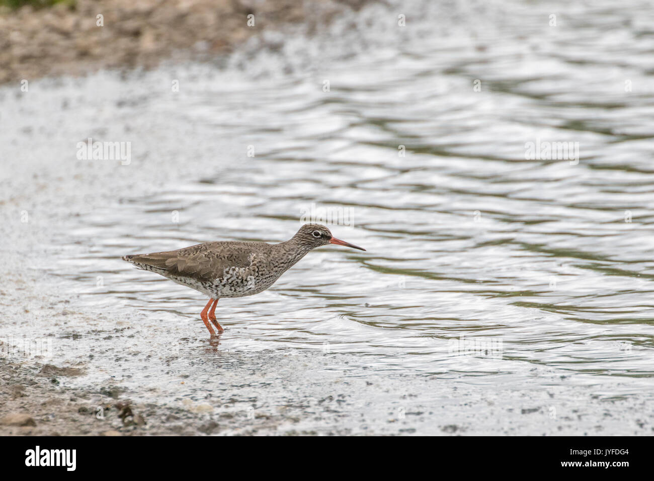 Redshank in water Stock Photo - Alamy