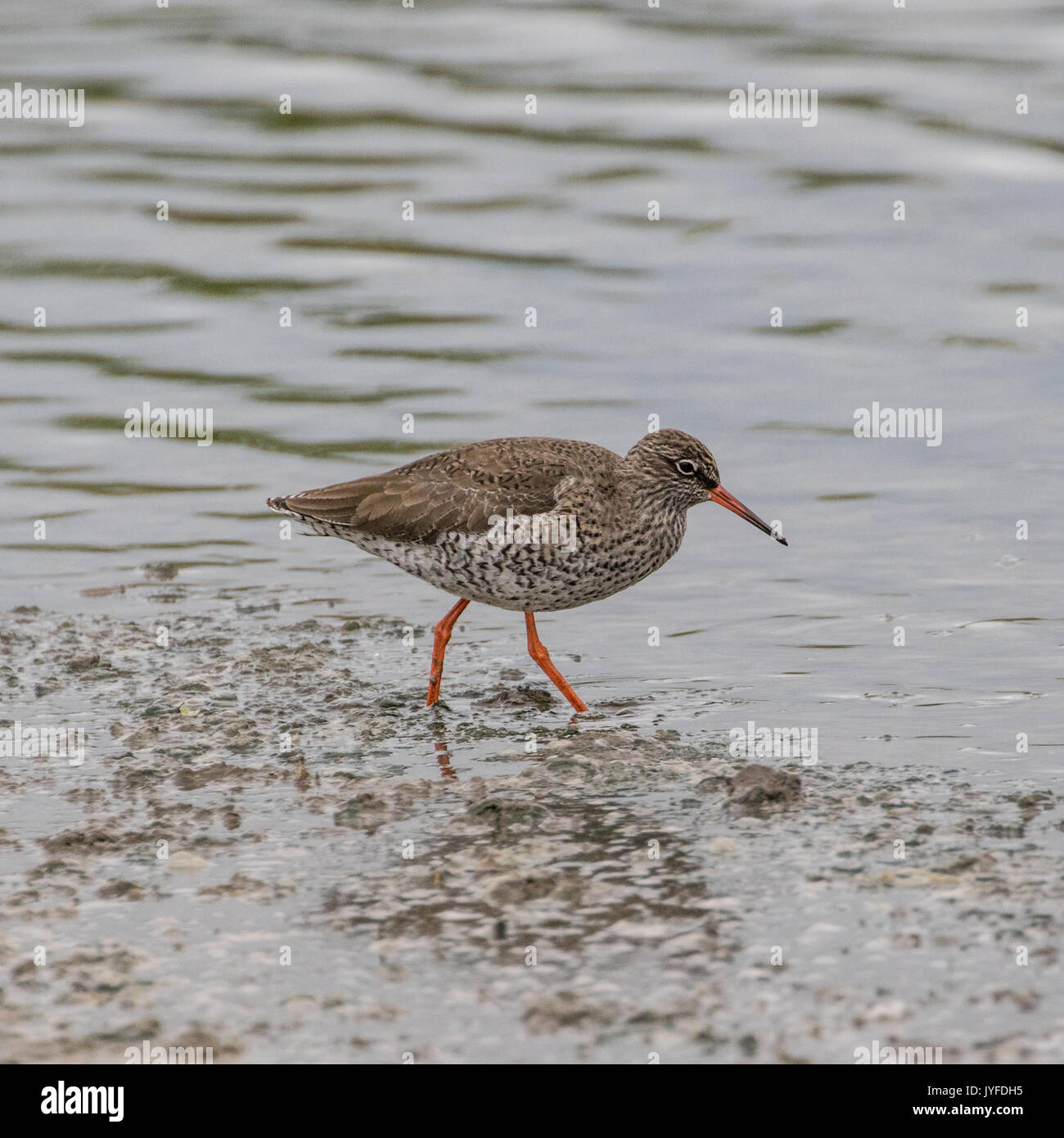 Redshank in water Stock Photo - Alamy