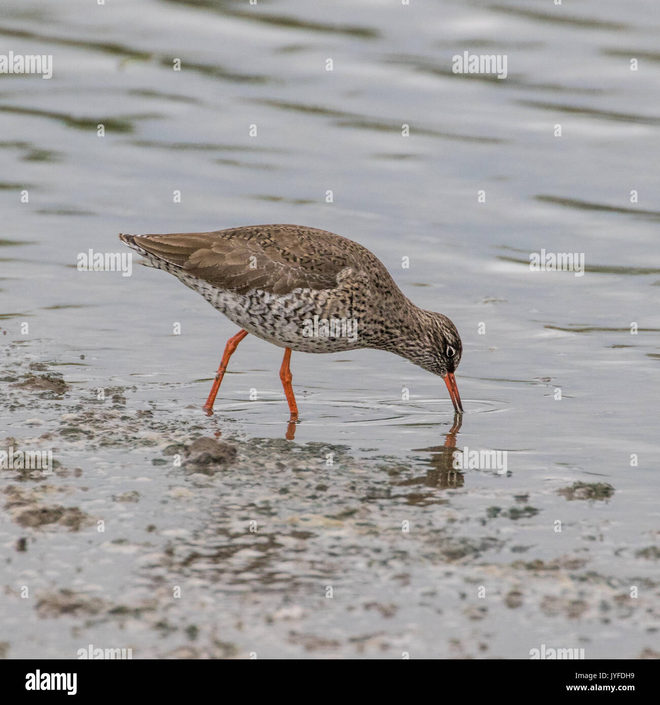 Redshank in water Stock Photo - Alamy